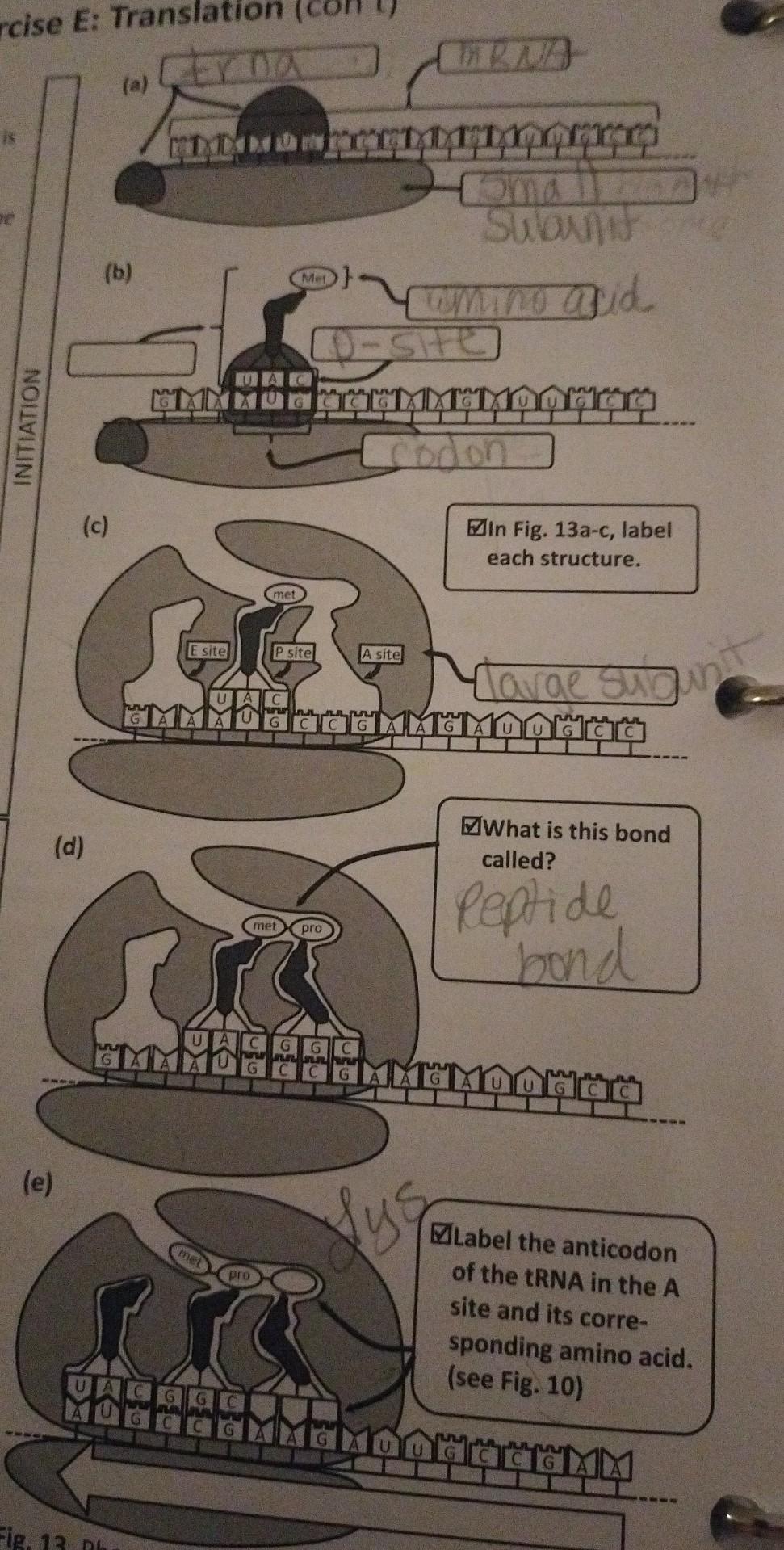 Solved (a) (b) (c) Ein Fig. 13a-c, label each structure. (e) | Chegg.com