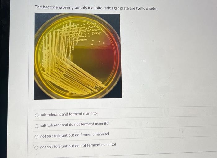 Solved The bacteria growing on this mannitol salt agar plate | Chegg.com