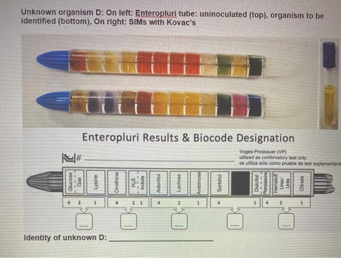 Solved Unknown organism D: On left: Enteropluri tube: | Chegg.com