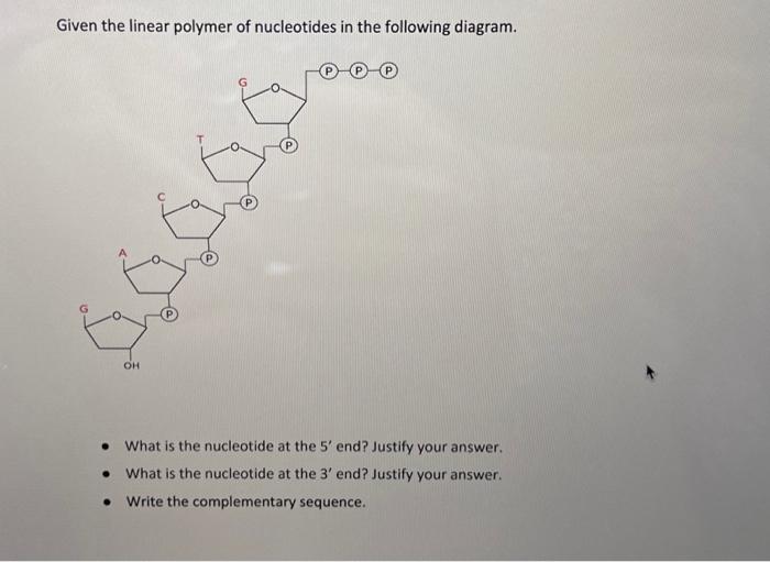 Solved Given the linear polymer of nucleotides in the | Chegg.com