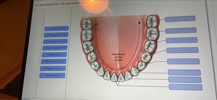 Solved Art-labeling Activity: The teeth adulto (1.30 C5.100 | Chegg.com