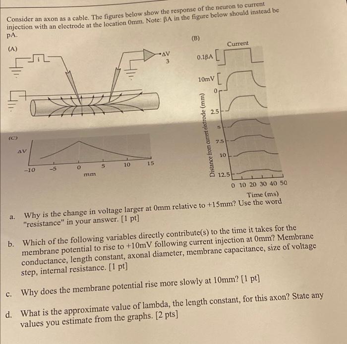 Solved Consider an axon as a cable. The figures below show | Chegg.com
