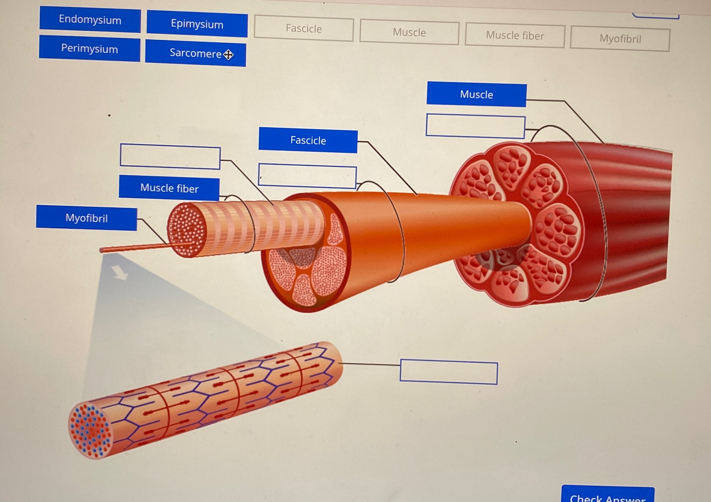 Solved EndomysiumFascicleMuscleMuscle | Chegg.com