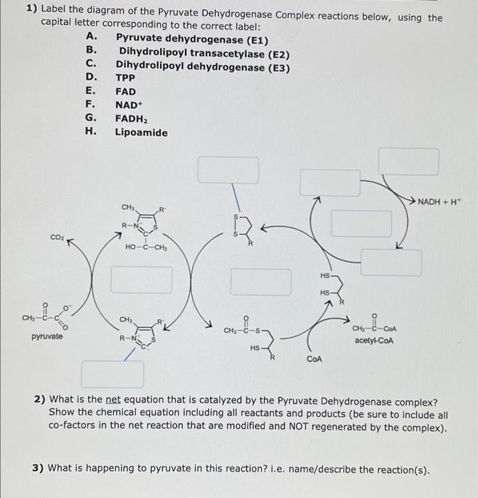 Solved 1) Label the diagram of the Pyruvate Dehydrogenase | Chegg.com