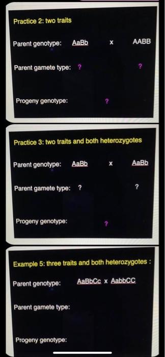 Solved Practice 2: two traits Parent genotype: AaBb AABB | Chegg.com