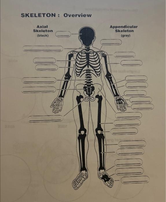 Solved SKELETON : Overview | Chegg.com