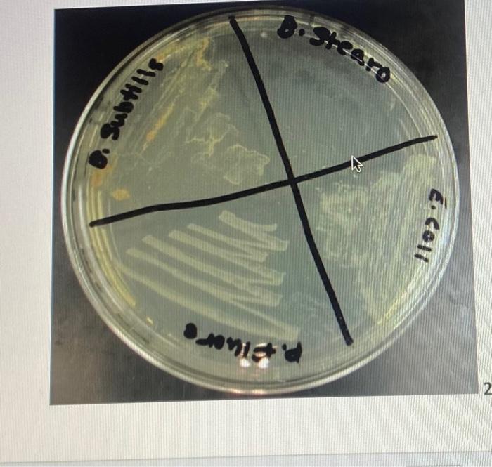 Solved Date Lab Section DATA SHEET I was present and | Chegg.com