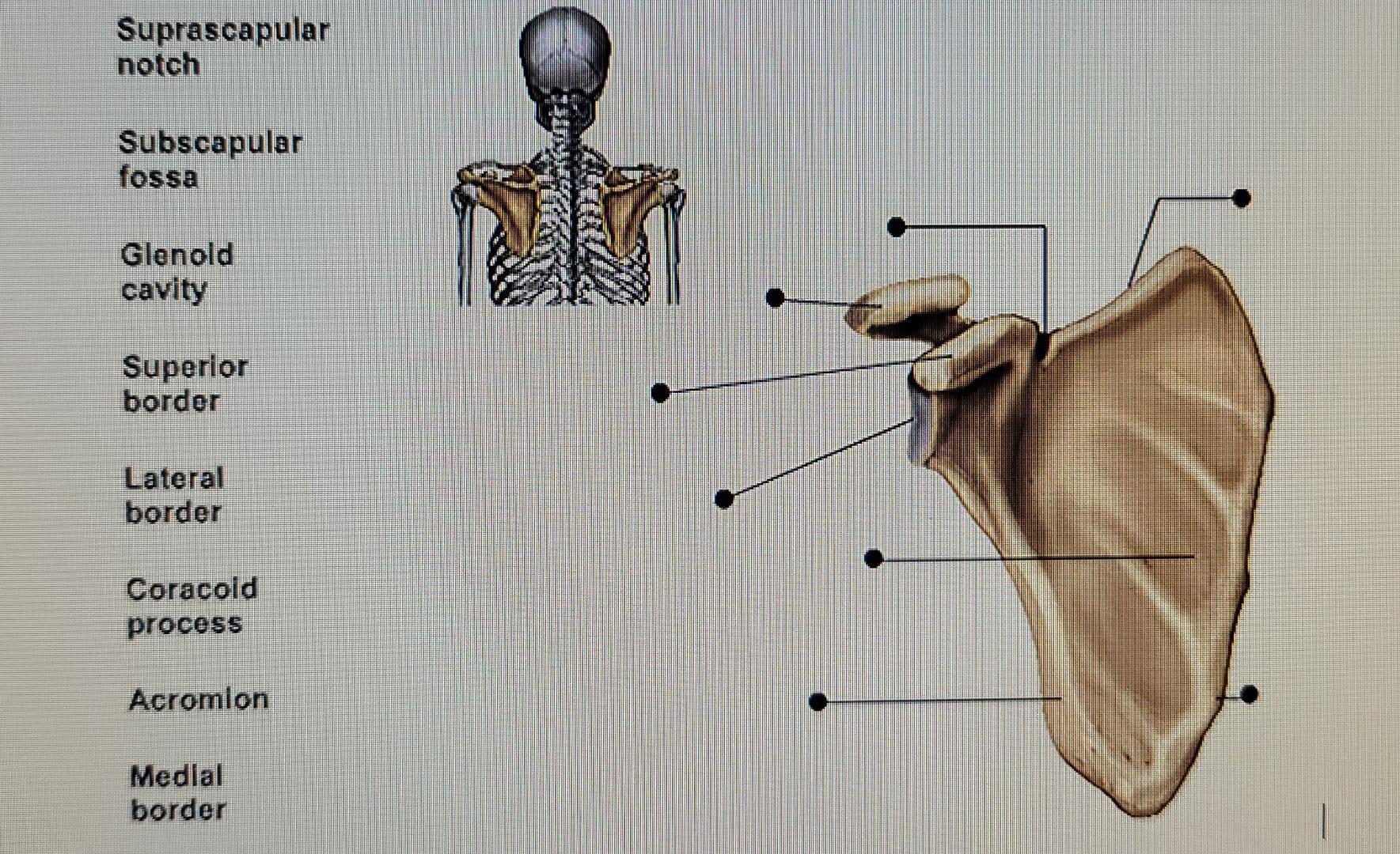 Solved Suprascapular notch Subscapular fossa Glenold cavity | Chegg.com