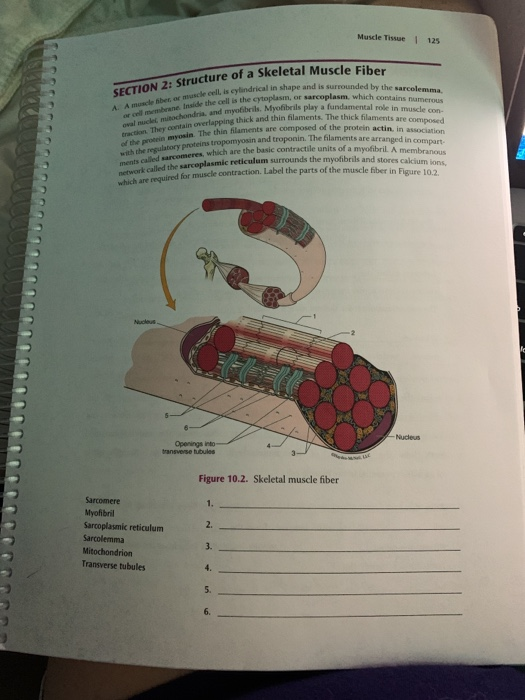 Solved 124 Lab 10 SECTION 1: Structure of a Skeletal Muscle | Chegg.com