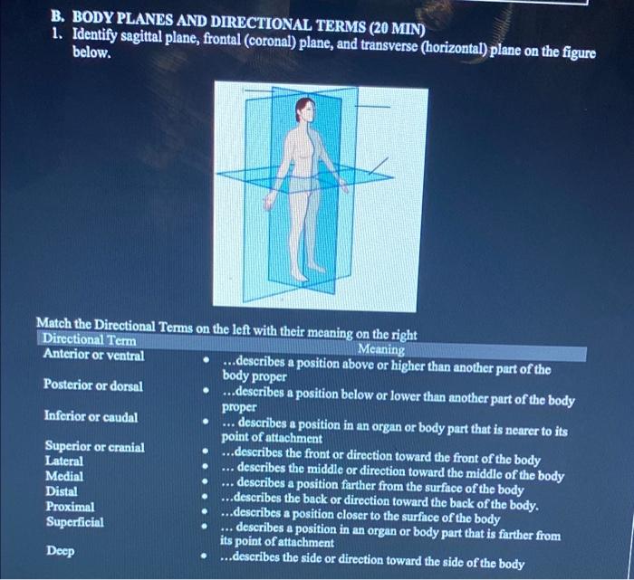 Solved B. BODY PLANES AND DIRECTIONAL TERMS (20 MIN) 1. | Chegg.com