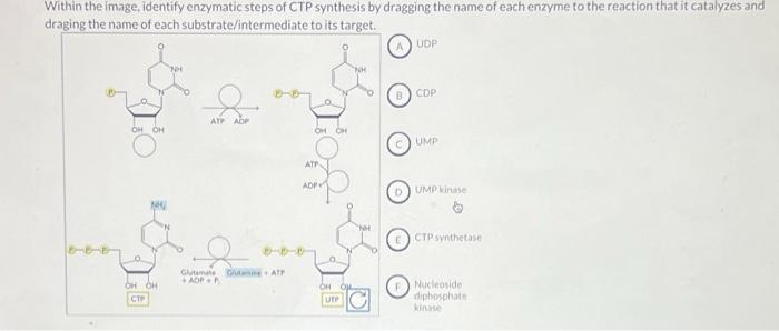 Solved CTpsynthetase A UDP CDP CTP synthetase UMP kinase | Chegg.com