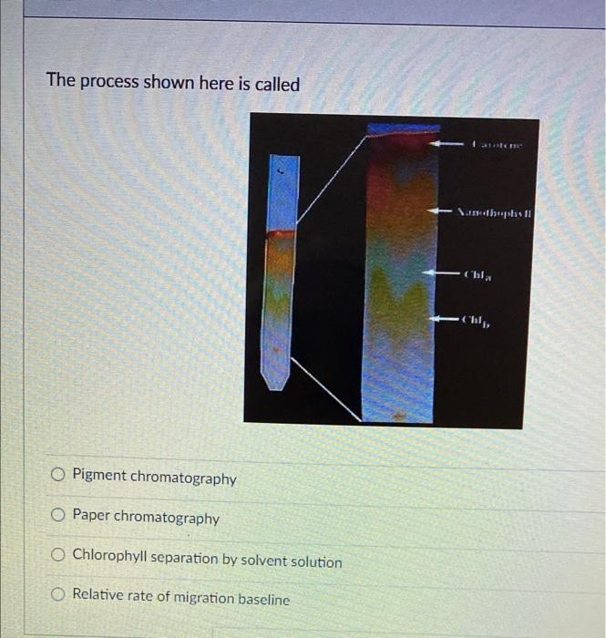 Solved During the leaf disc photosynthesis exercise, why did | Chegg.com