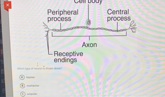 Solved оау х Peripheral process Central process Axon | Chegg.com