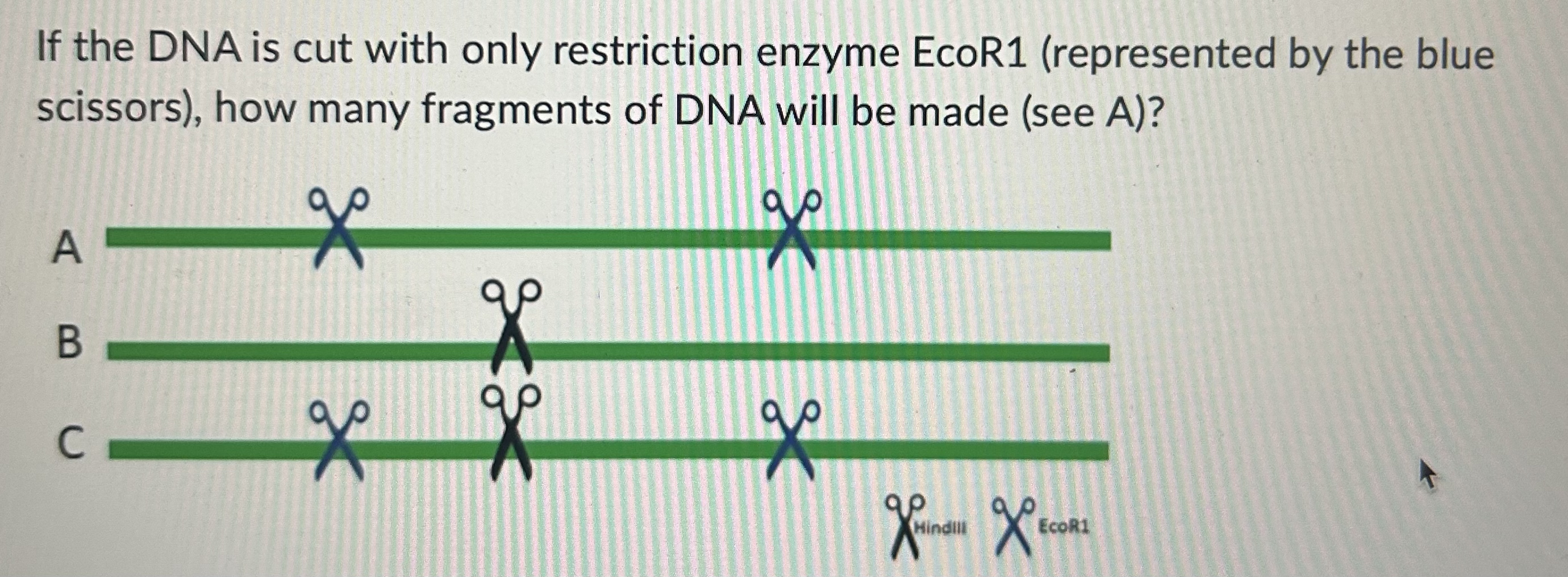 Solved If the DNA is cut with only restriction enzyme | Chegg.com