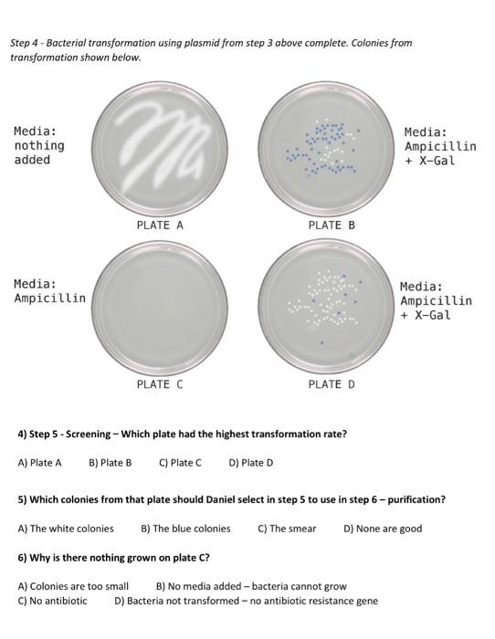 Solved Step 4 - Bacterial transformation using plasmid from | Chegg.com