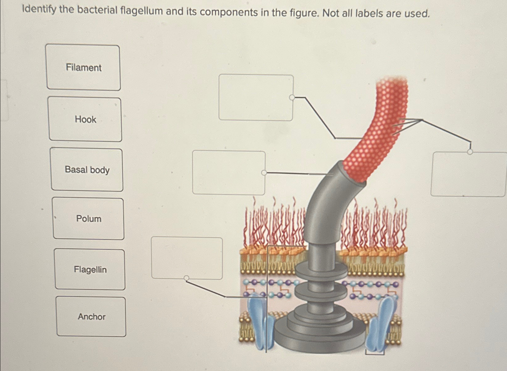 Solved Identify the bacterial flagellum and its components | Chegg.com