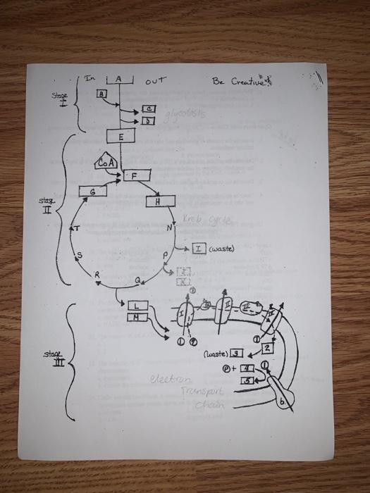 Solved Fill in the three diagrams include all 18 enzyme | Chegg.com