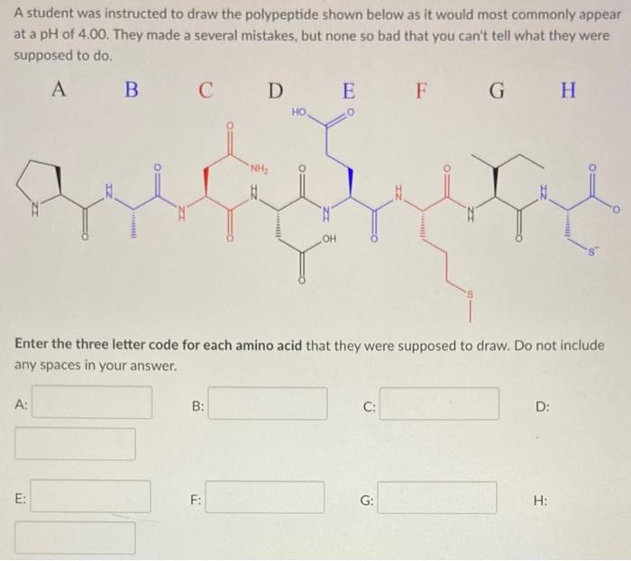 Solved A student was instructed to draw the polypeptide | Chegg.com