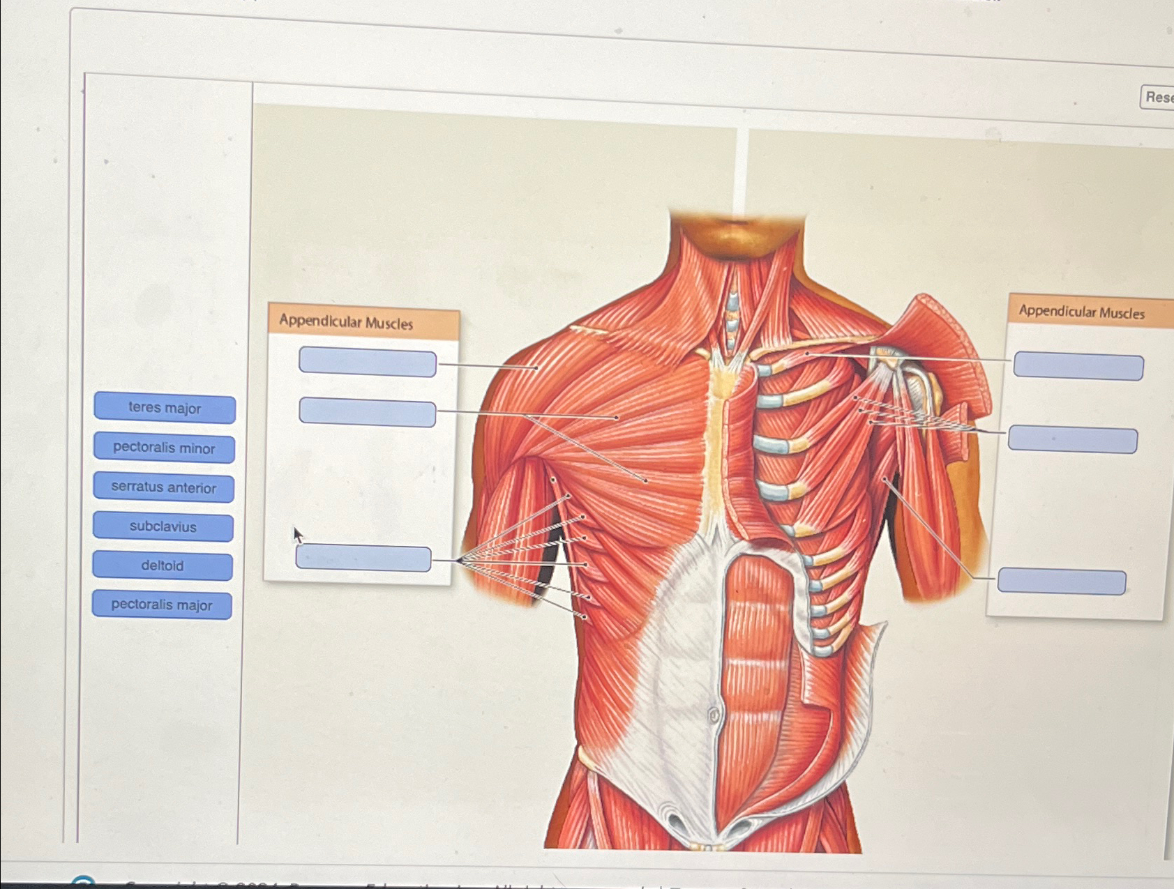 Solved Rebiew the superficial and deep muscles | Chegg.com