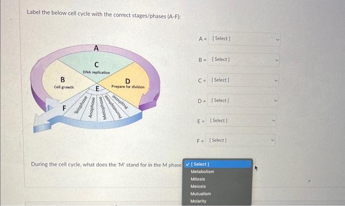 Solved Label the below cell cycle with the correct | Chegg.com