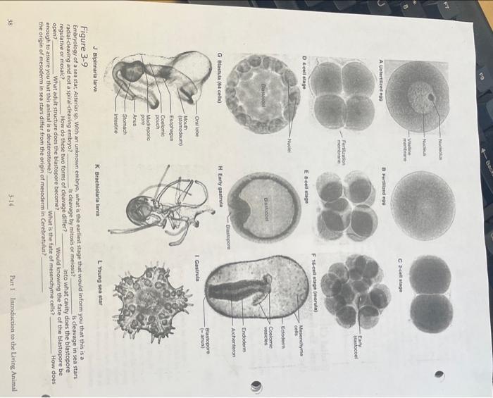 Solved 3B Core Study Cleavage Patterns Spiral and Radial | Chegg.com