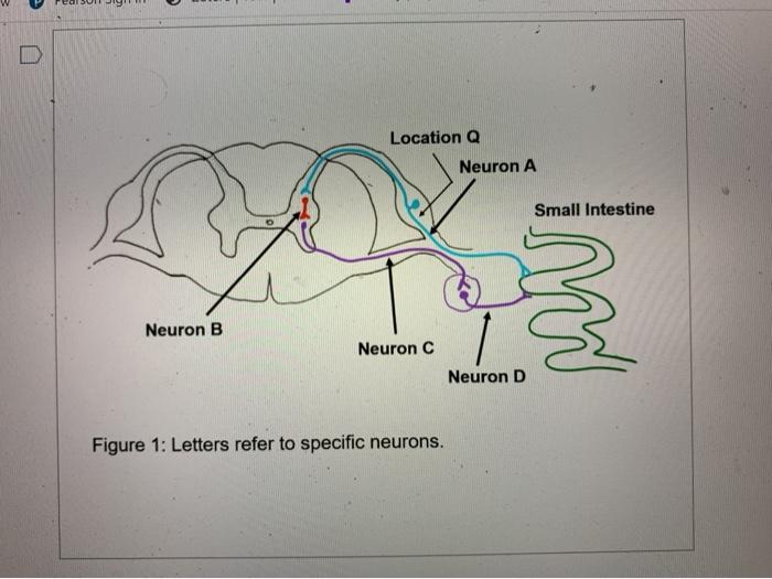 Solved Location Q Neuron A Small Intestine A Neuron B Neuron | Chegg.com