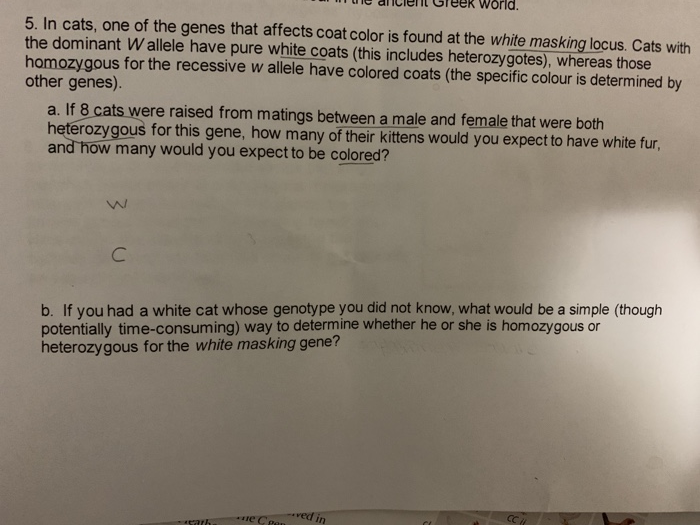 Solved world 5. In cats, one of the genes that affects coat | Chegg.com