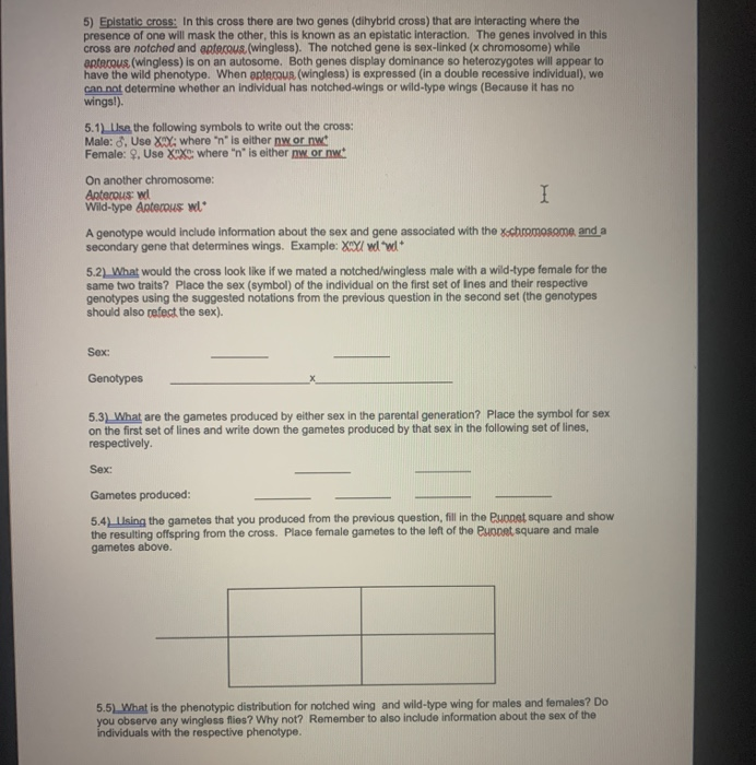 Solved 5) Epistatic cross: In this cross there are two genes | Chegg.com