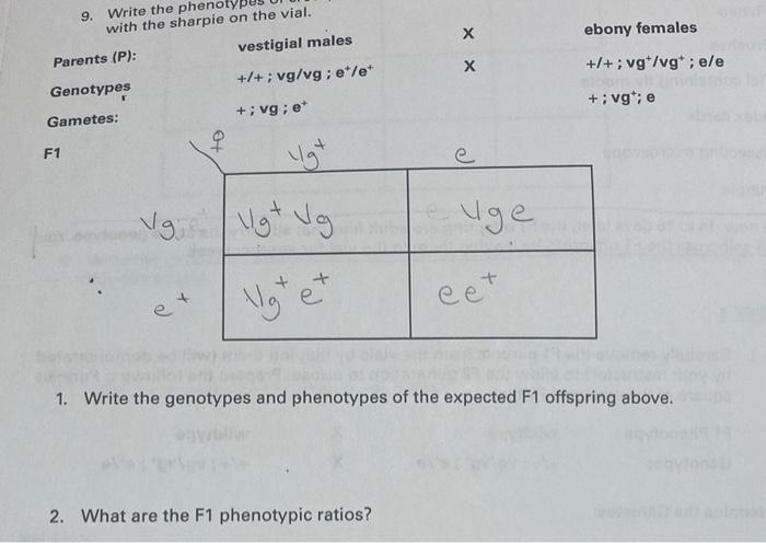 Solved 1. Write the genotypes and phenotypes of the expected | Chegg.com