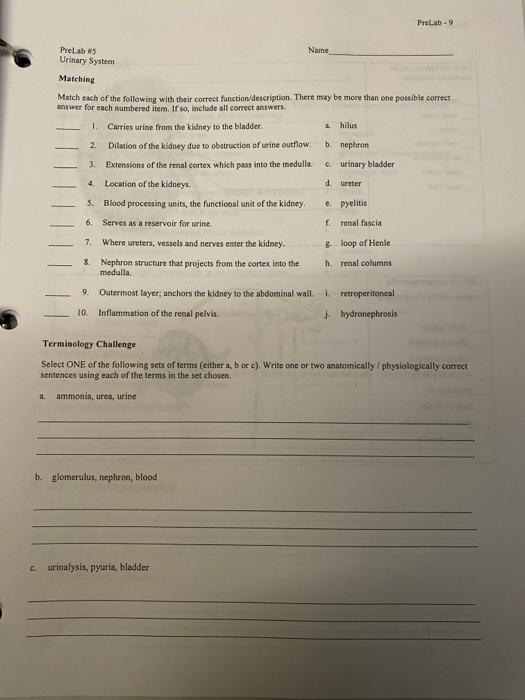 Solved Prelab. 9 Name PreLab 5 Urinary System Matching Match | Chegg.com