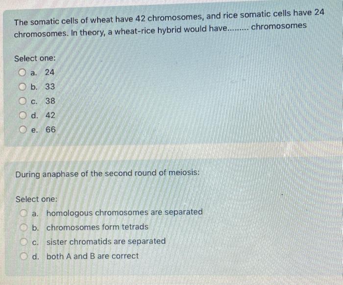 Solved The somatic cells of wheat have 42 chromosomes, and | Chegg.com