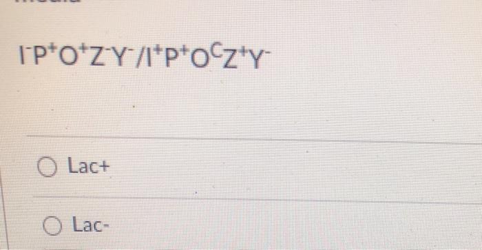 Solved Lac operon: Lac + means the partial diploid | Chegg.com