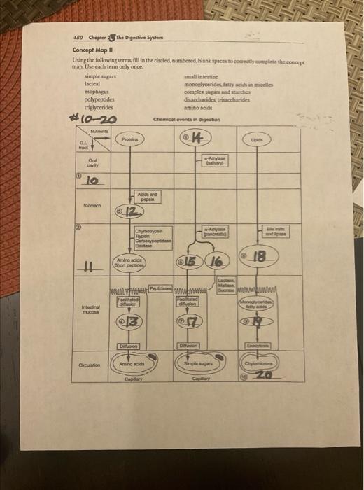 Solved map Uno eacle term only once. Concept Mop II Using | Chegg.com