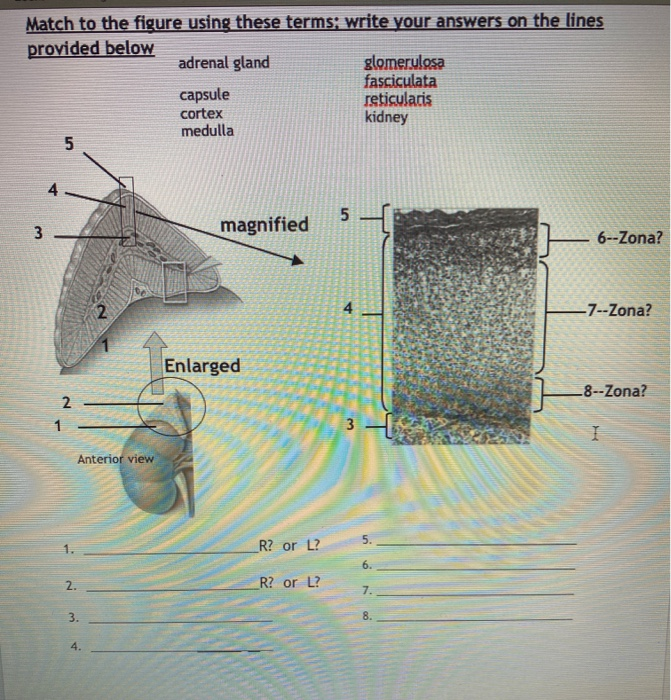 Solved 125% Zoom Add Page Insert Table Chart Text Shape | Chegg.com
