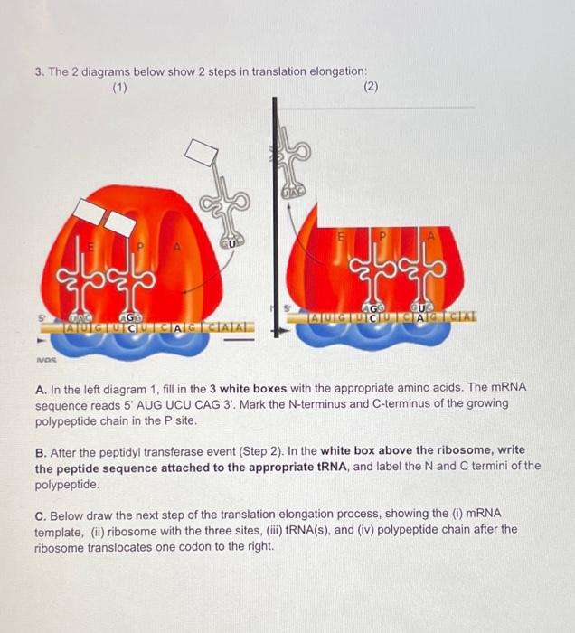 Solved 3. The 2 diagrams below show 2 steps in translation | Chegg.com