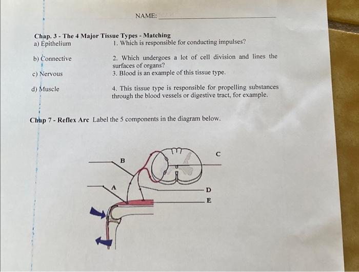 Solved Chap. 3- The 4 Major Tissue Types - Matching a) | Chegg.com