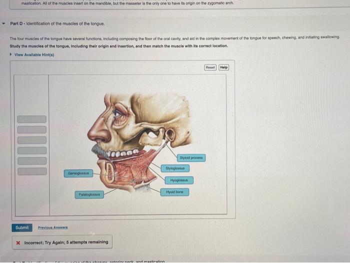 Solved mastication. All of the muscles insert on the | Chegg.com