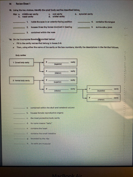 Solved 14 Review Sheet1 5. 15. Using the key choices, | Chegg.com