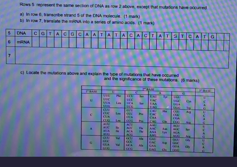 Solved Rows 5 ﻿represent the same section of DNA as row 2 | Chegg.com
