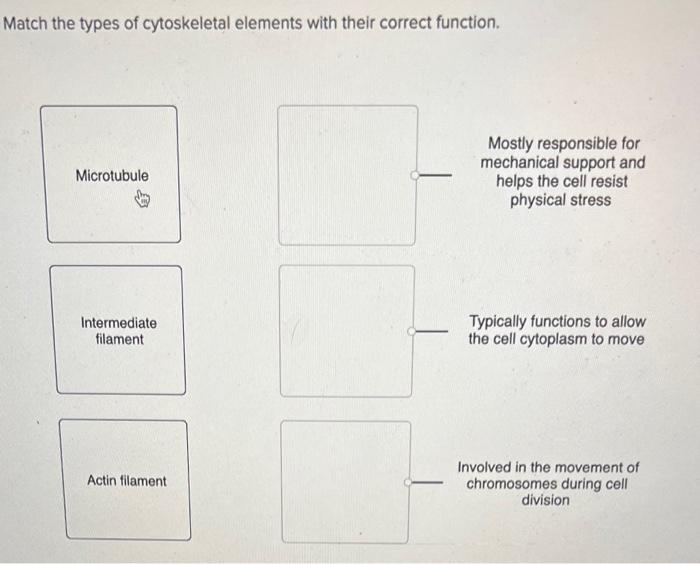 Solved Match The Types Of Cytoskeletal Elements With Their