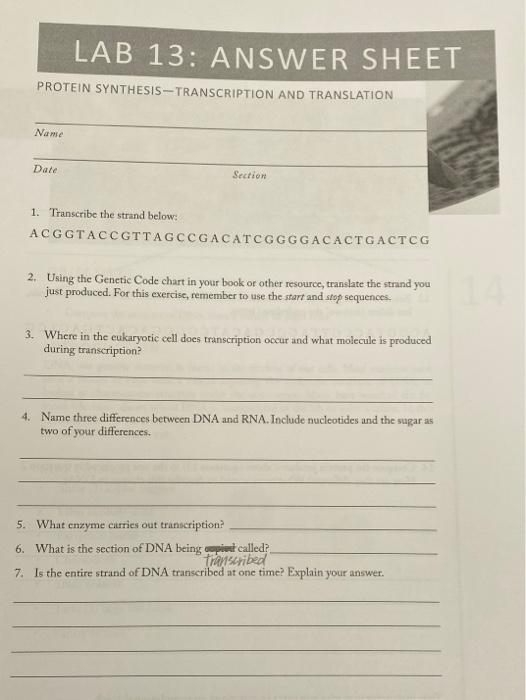 Solved LAB 13 Protein Synthesis—Transcription and | Chegg.com