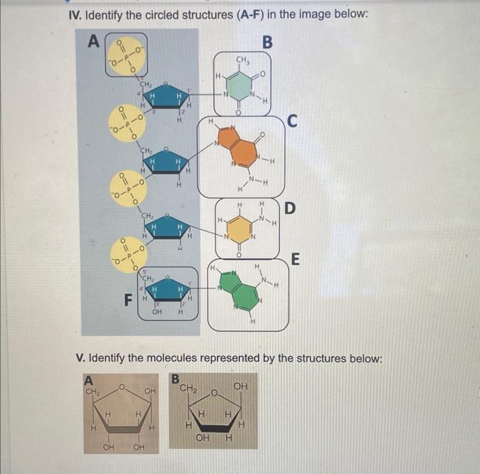 Solved IV. Identifu the circled structures (A-F) in the | Chegg.com