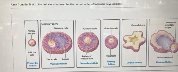 Solved Rank from the first to the last steps to describe the | Chegg.com