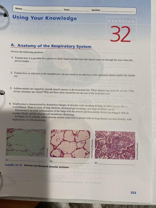 Solved Name Date Section Using Your knowledge EXERCIS 32 A. | Chegg.com
