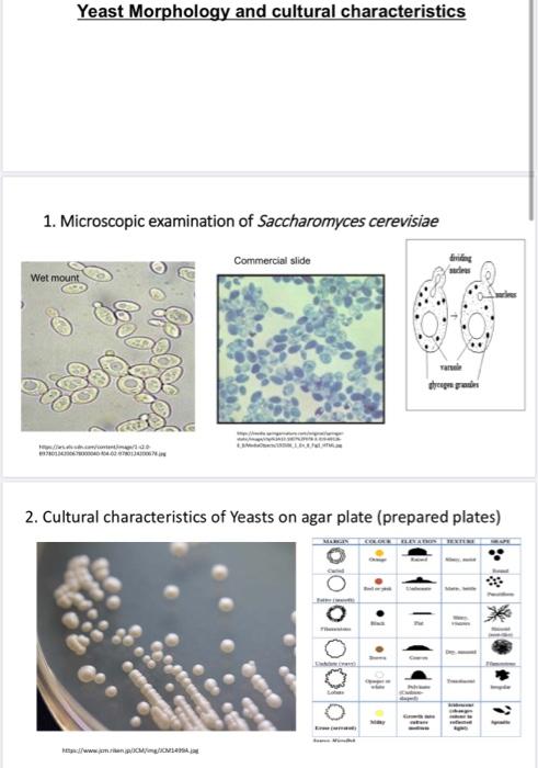 Solved Yeast Morphology and cultural characteristics 1. | Chegg.com