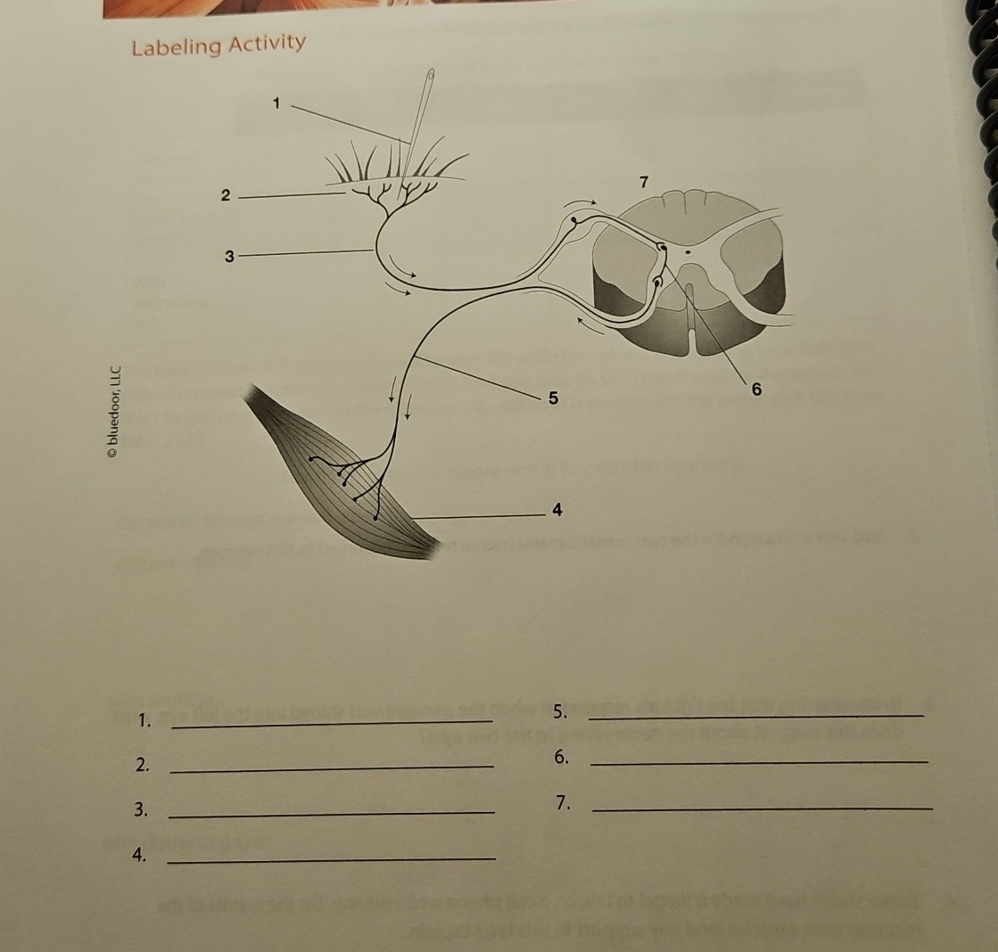 Solved Labeling Activity | Chegg.com