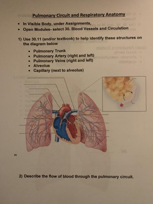 Solved Pulmonary Circuit and Respiratory Anatomy • In | Chegg.com