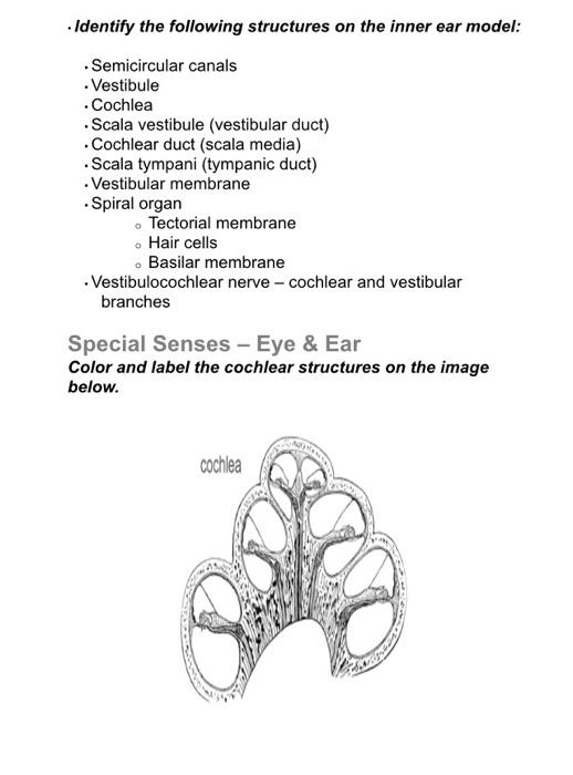 Solved Identify the following structures on the inner ear | Chegg.com