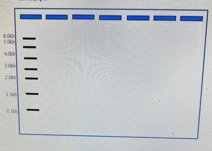 Solved \begin{tabular}{|l|l|} \hline Restriction enzyme | Chegg.com
