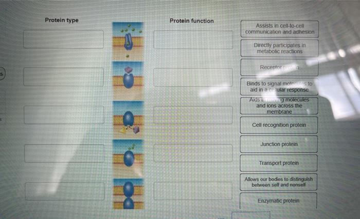 Solved Protein type Protein function Assists in cell-to-cell | Chegg.com